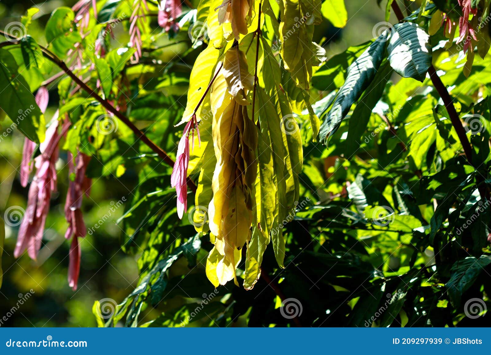 Multi Colored Tender Leaves of Saraca Asoca Tree Stock Image - Image of ...