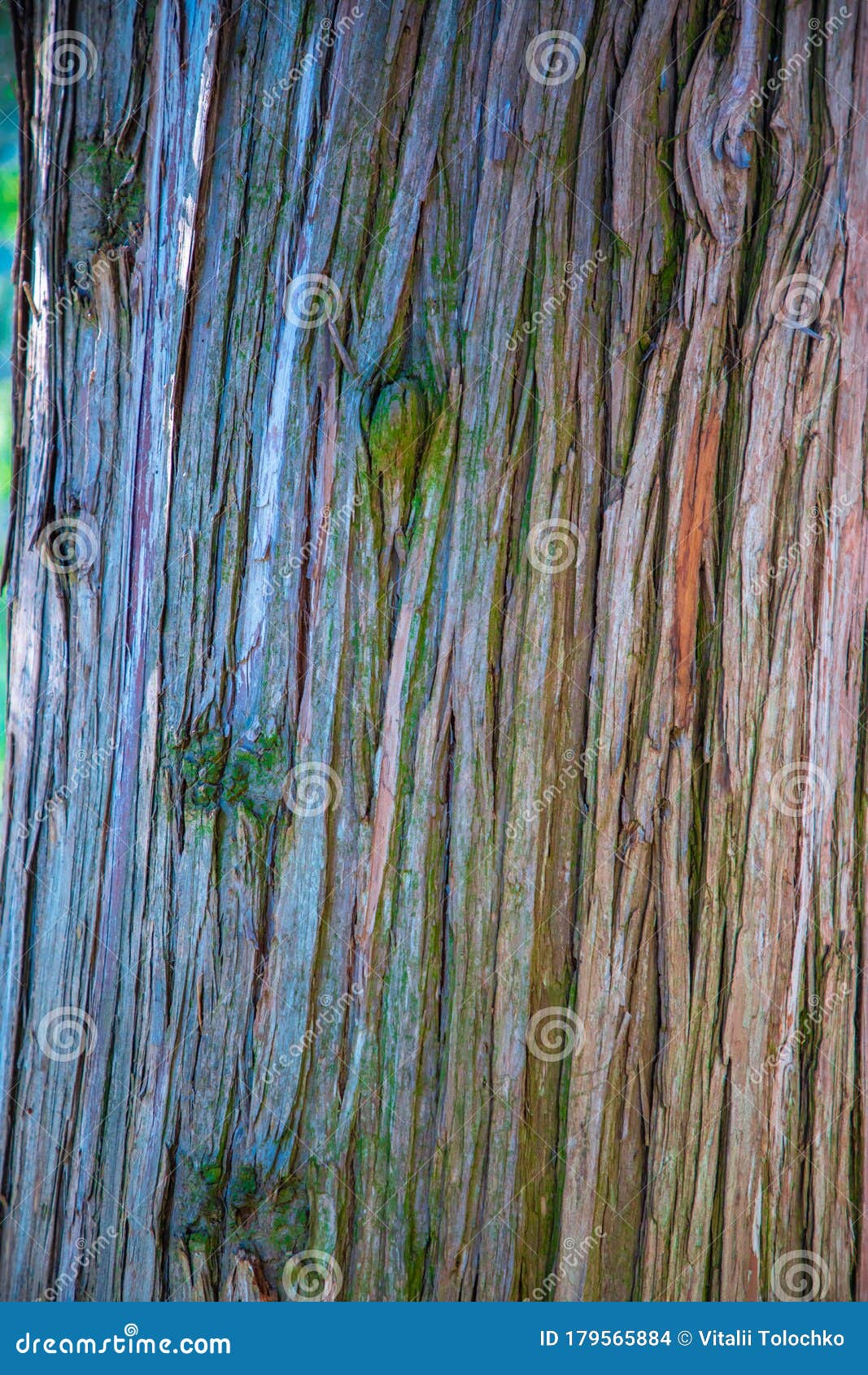 Multi-colored Texture Piece of Tree Bark Stock Photo - Image of grey ...