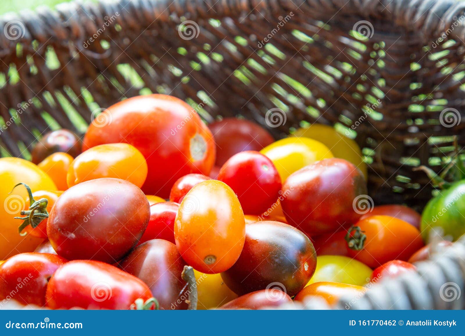 Multi-colored Tomatoes in a Basket Stock Photo - Image of food, fresh ...