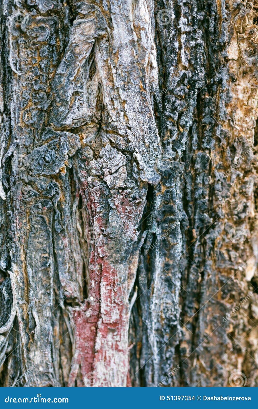Multi-colored tree bark stock photo. Image of environmental - 51397354