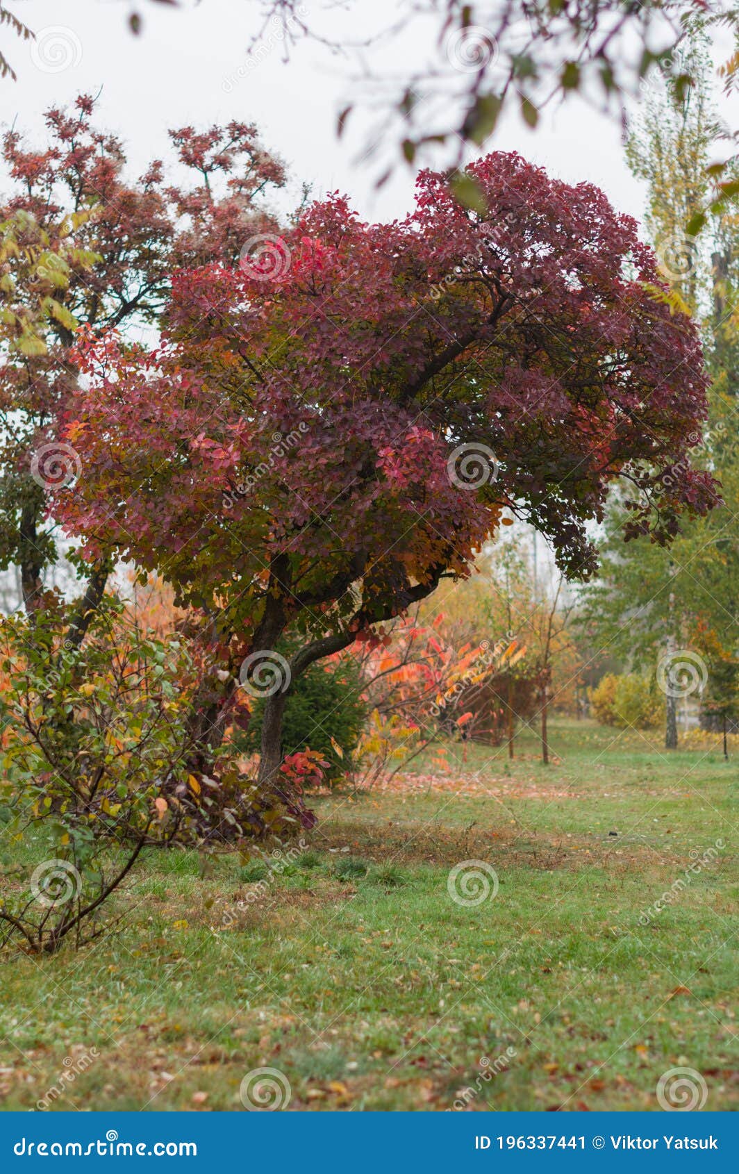 A Multi-colored Tree Growing in the Park. Burgundy Burgundy Tree Stock ...