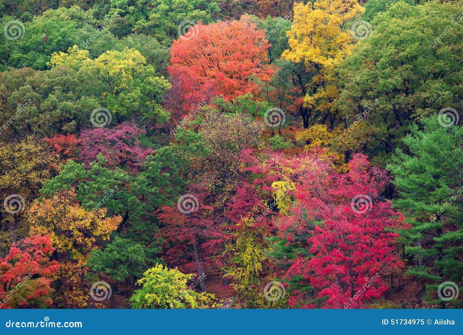 Multi colored trees stock image. Image of foliage, woods - 51734975