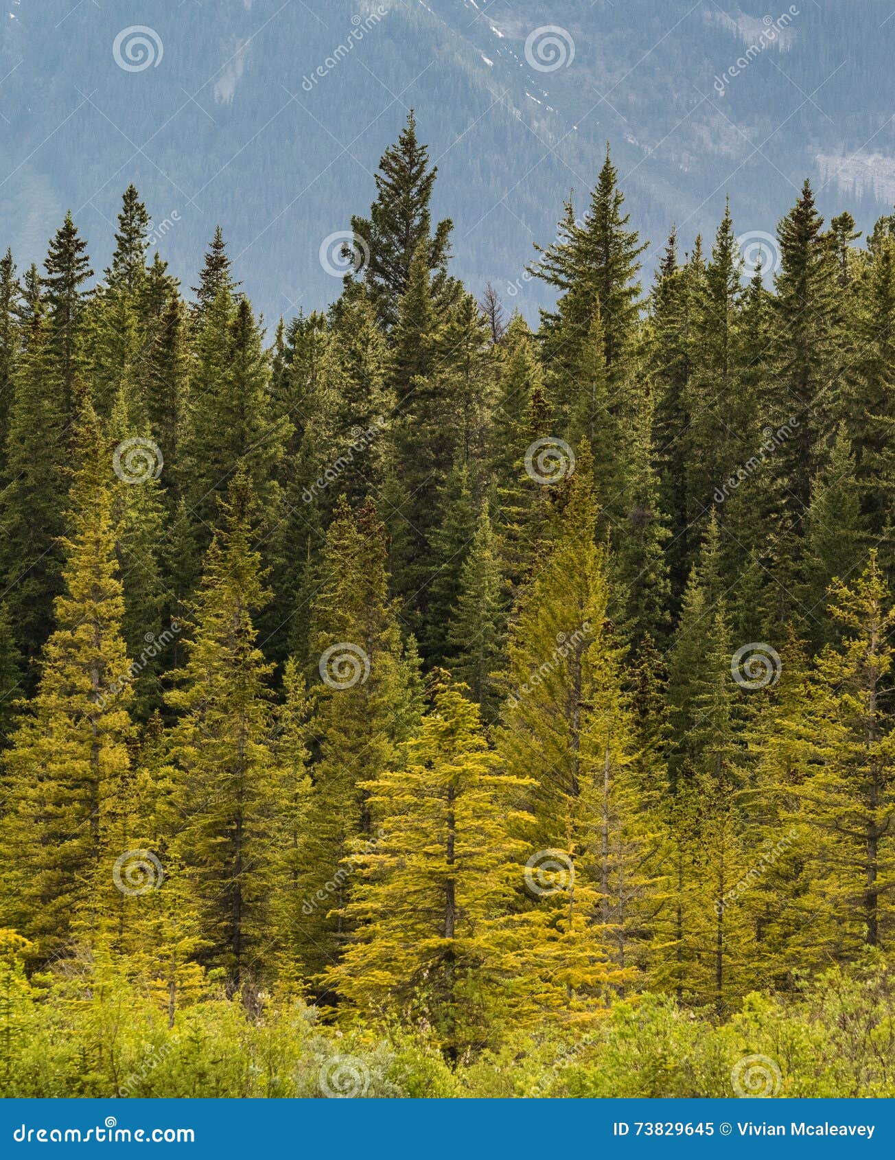 Multi-colored Trees in Forest Stock Image - Image of canada, green ...