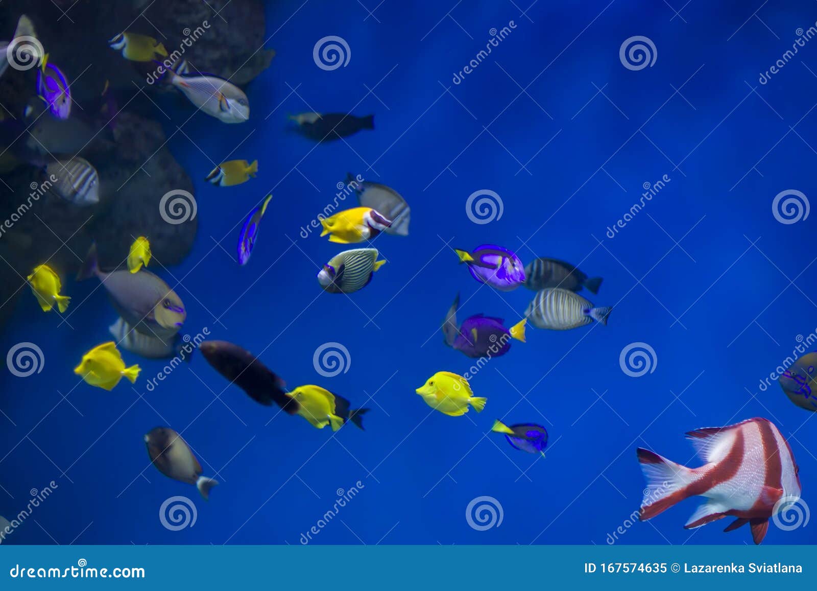 Multi-colored Tropical Fish on the Background of Reefs and Corals Stock ...
