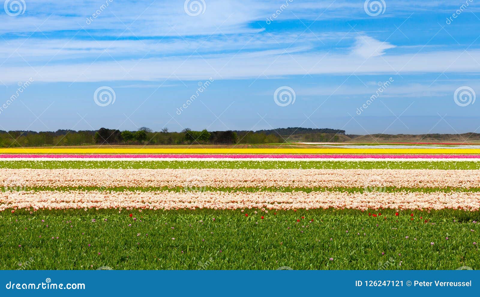 Multi Colored Tulip Fields with Blue Sky Stock Image - Image of bright ...