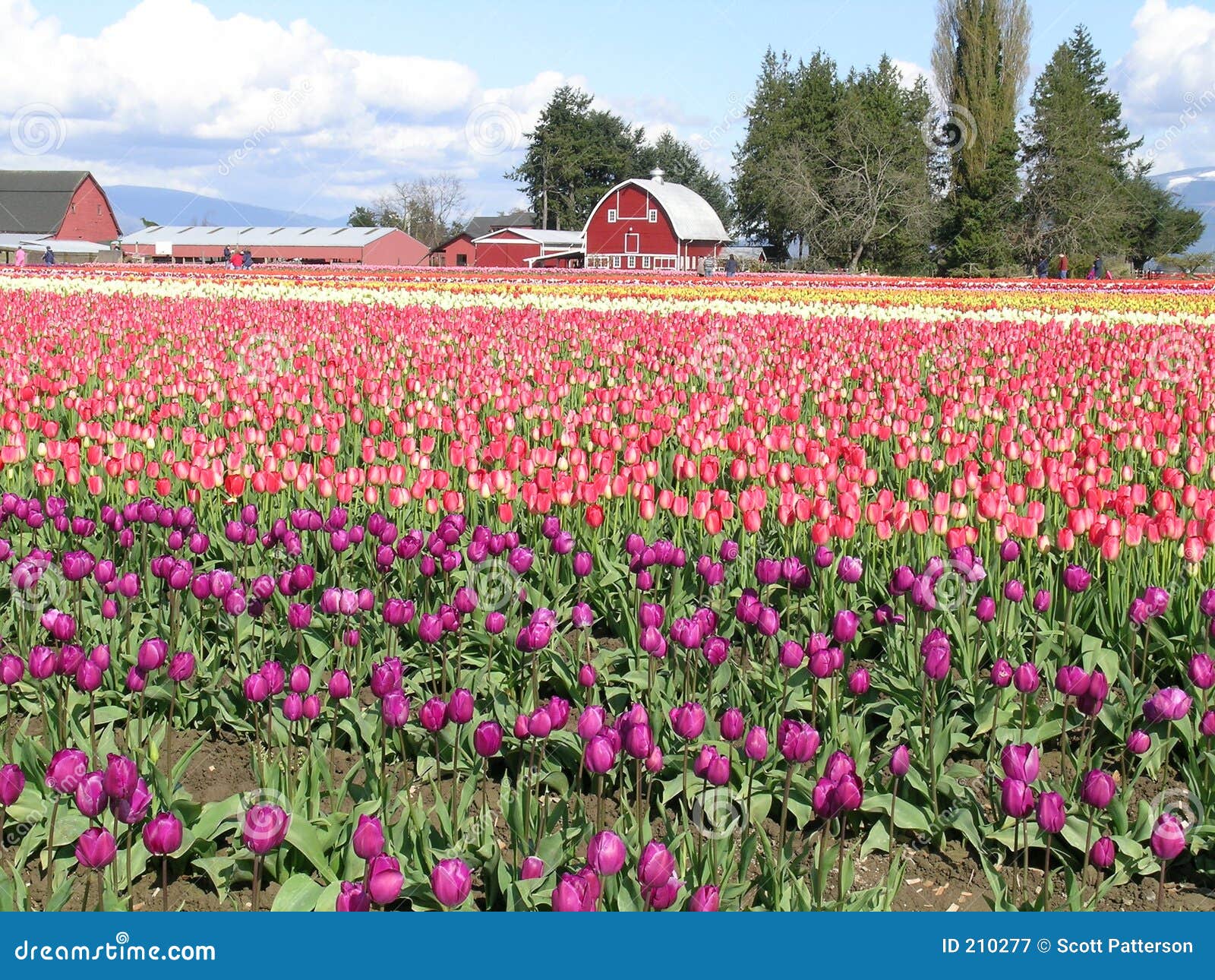 Multi Colored Tulips and Barn Stock Image - Image of purple, valley: 210277