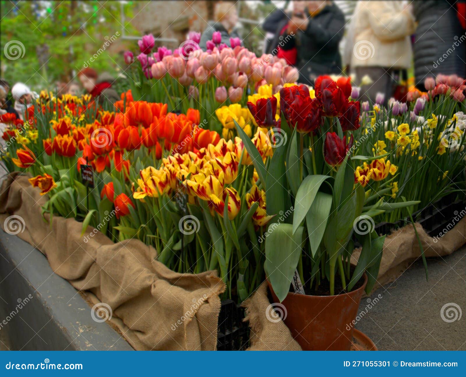 Multi-colored Tulips at the Exhibition Stock Image - Image of orchid ...