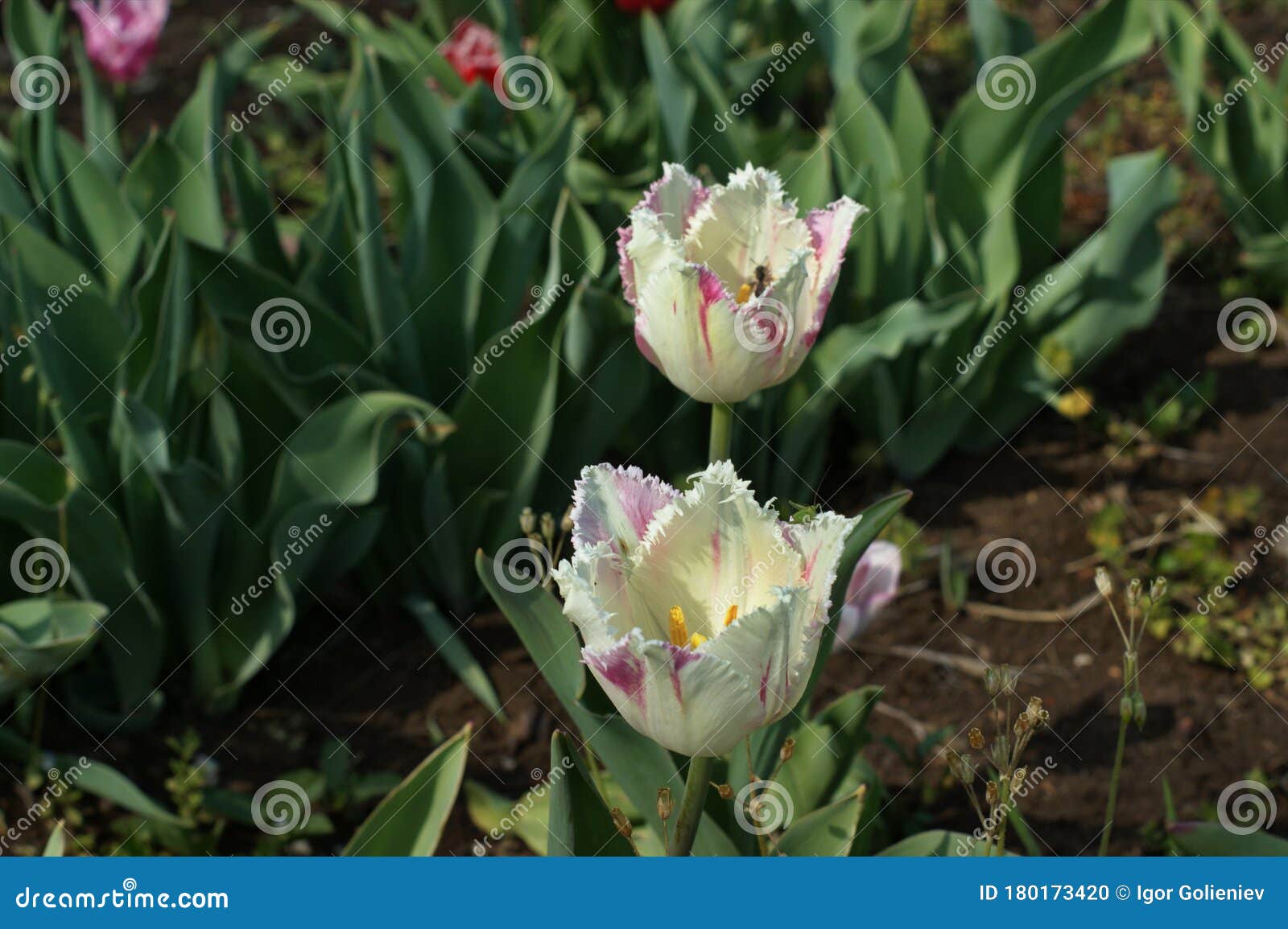 Multi-colored Tulips in the Garden in Different Sequences Stock Photo ...