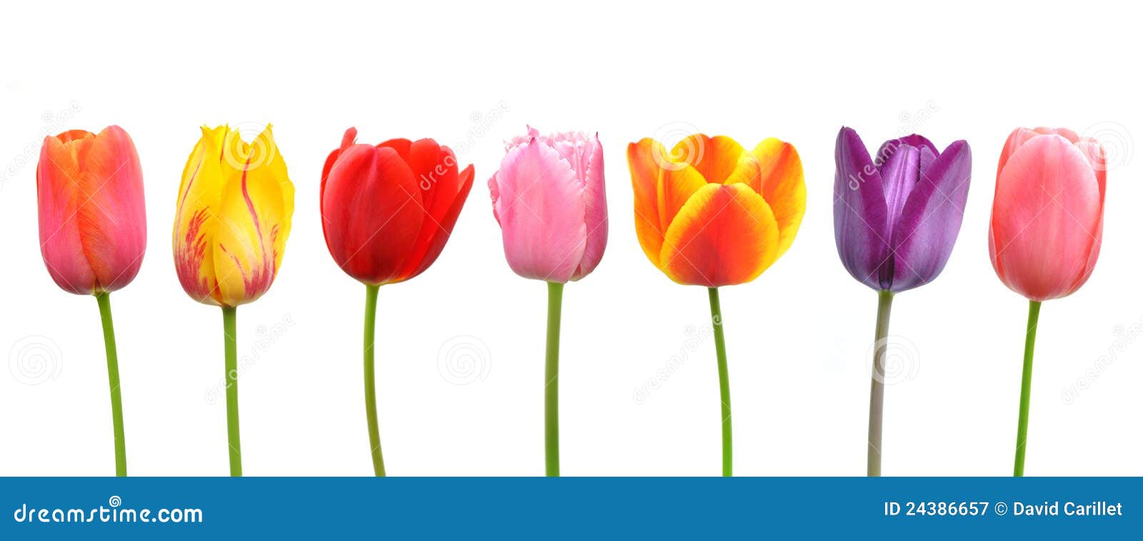 Multi-colored Tulips in a Row Stock Image - Image of freshness, multi ...