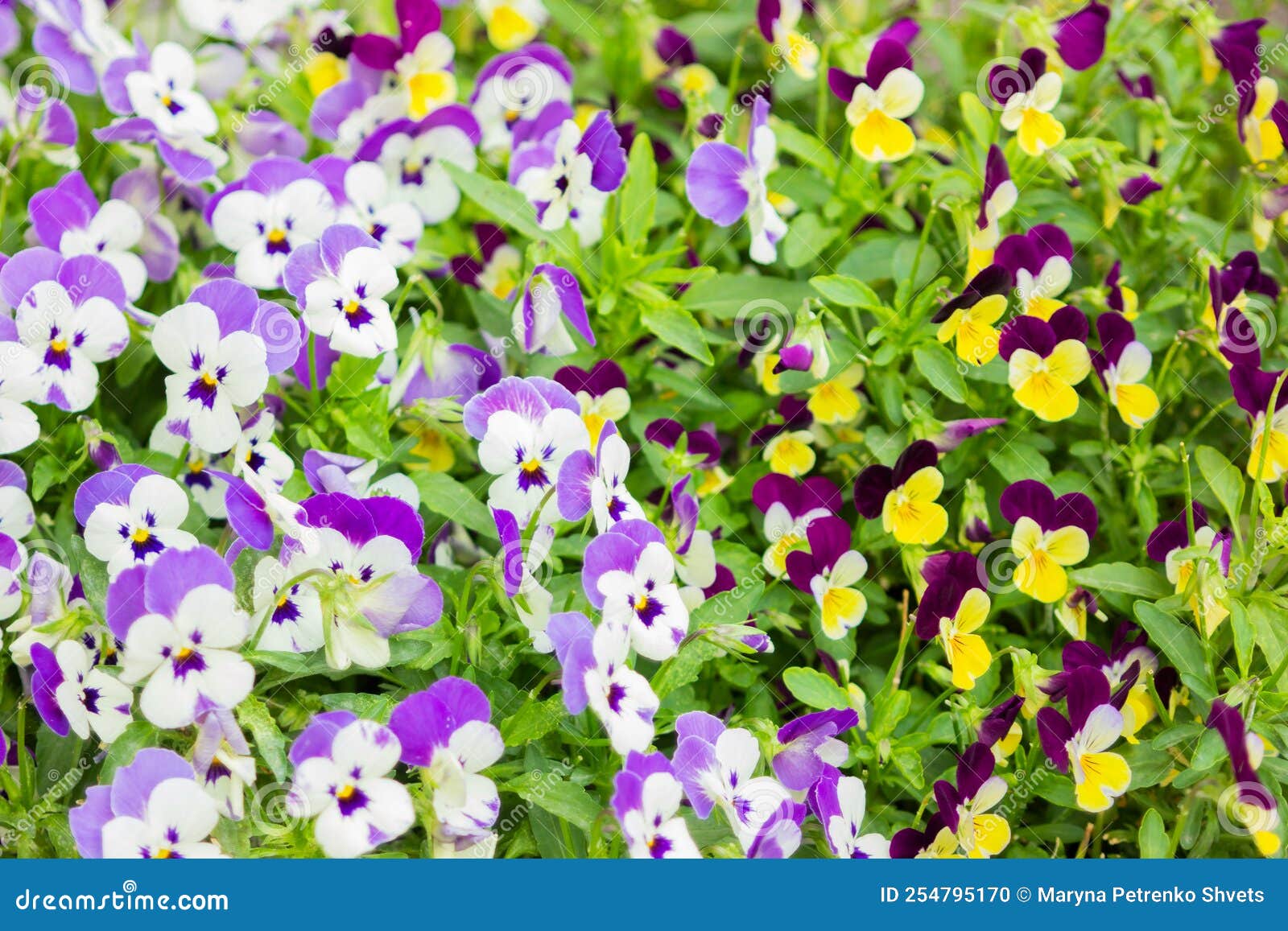 Multi-colored Violets in a Flower Bed. Natural Floral Background Stock ...