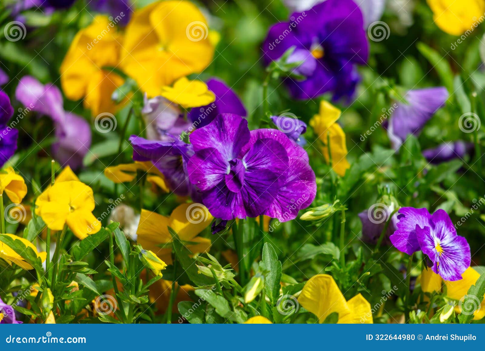 Multi-colored Violets in a Park in Nature Stock Photo - Image of ...