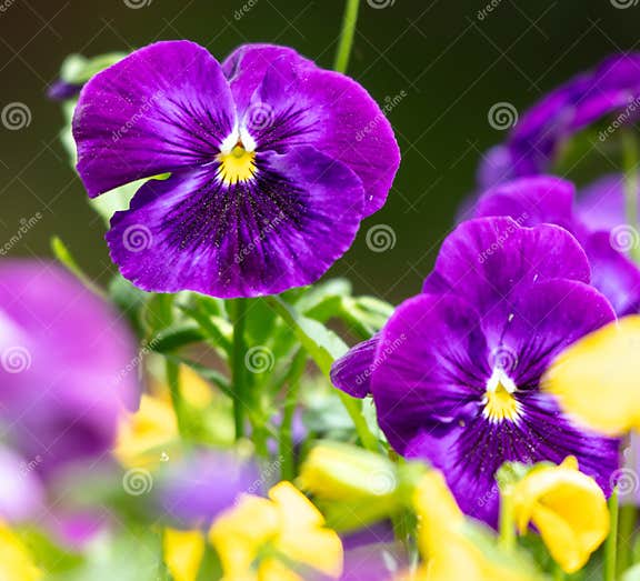 Multi-colored Violets in a Park in Nature Stock Image - Image of ...