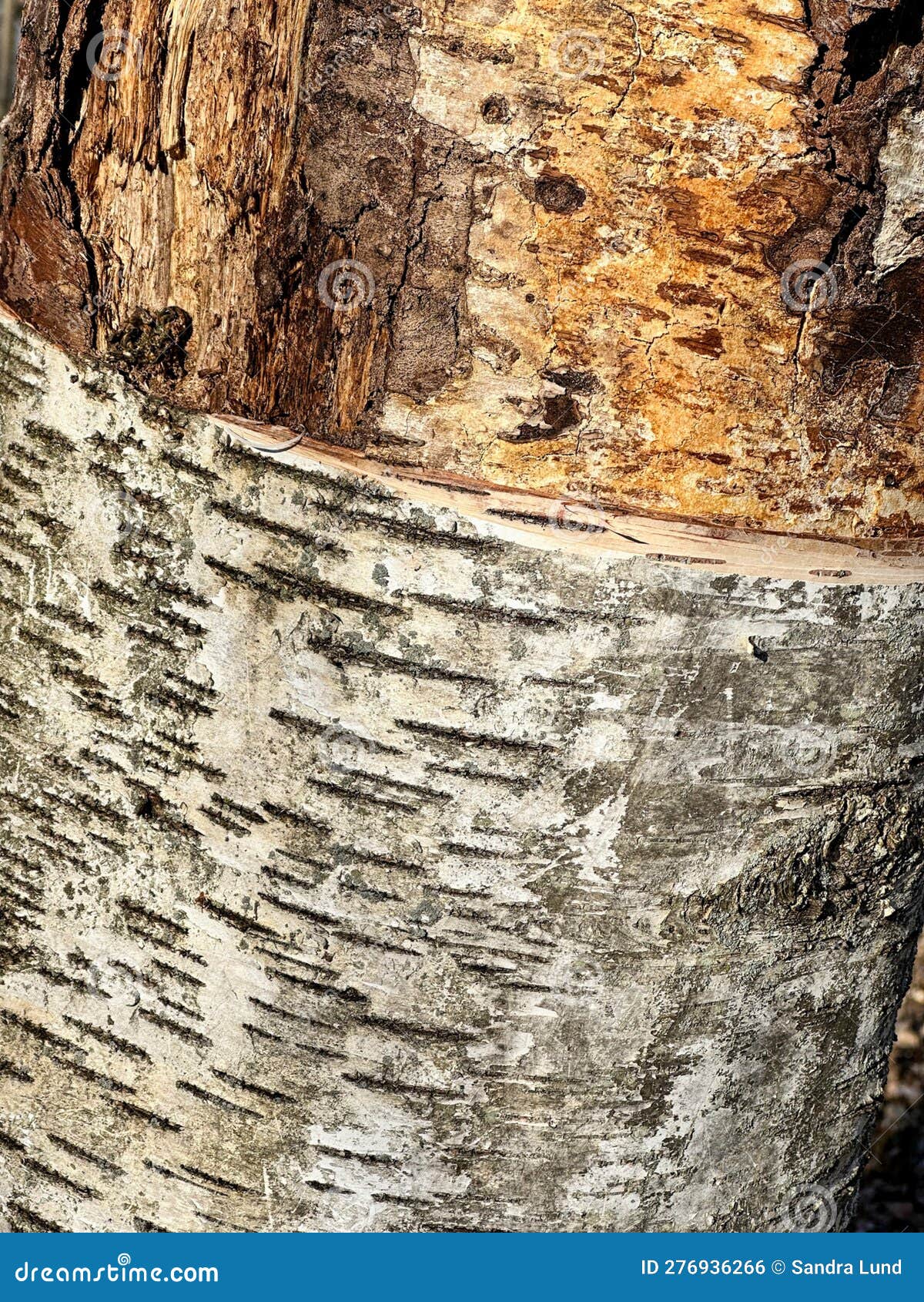 Multi-colored White Birch Tree Bark Background Stock Photo - Image of ...