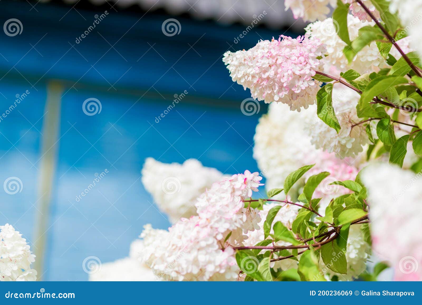 Multi Colored White and Pink Hydrangea Bush with Blooms Soft Focus ...
