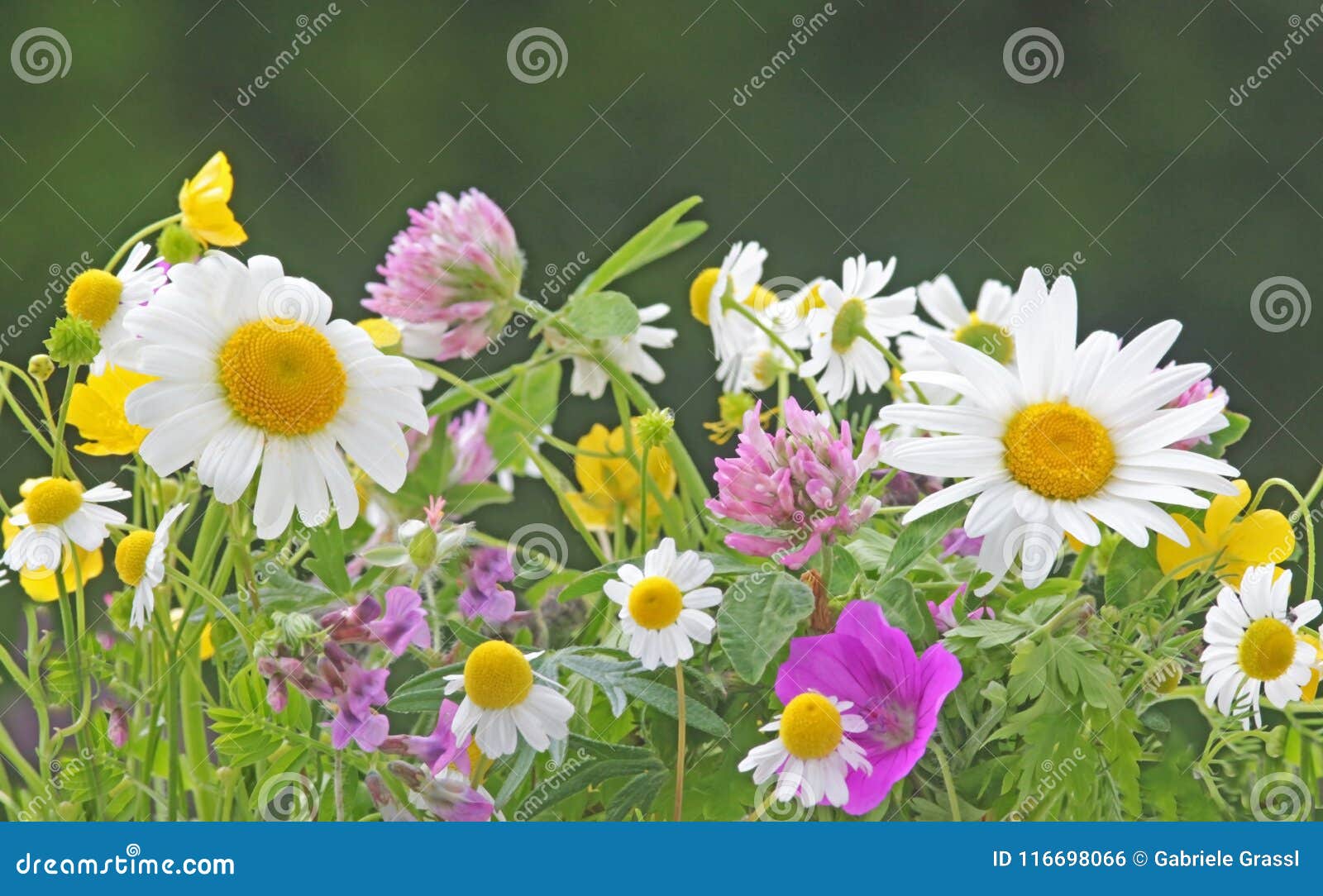 Multi Colored Wildflower Meadow, Blooming Stock Photo - Image of space ...