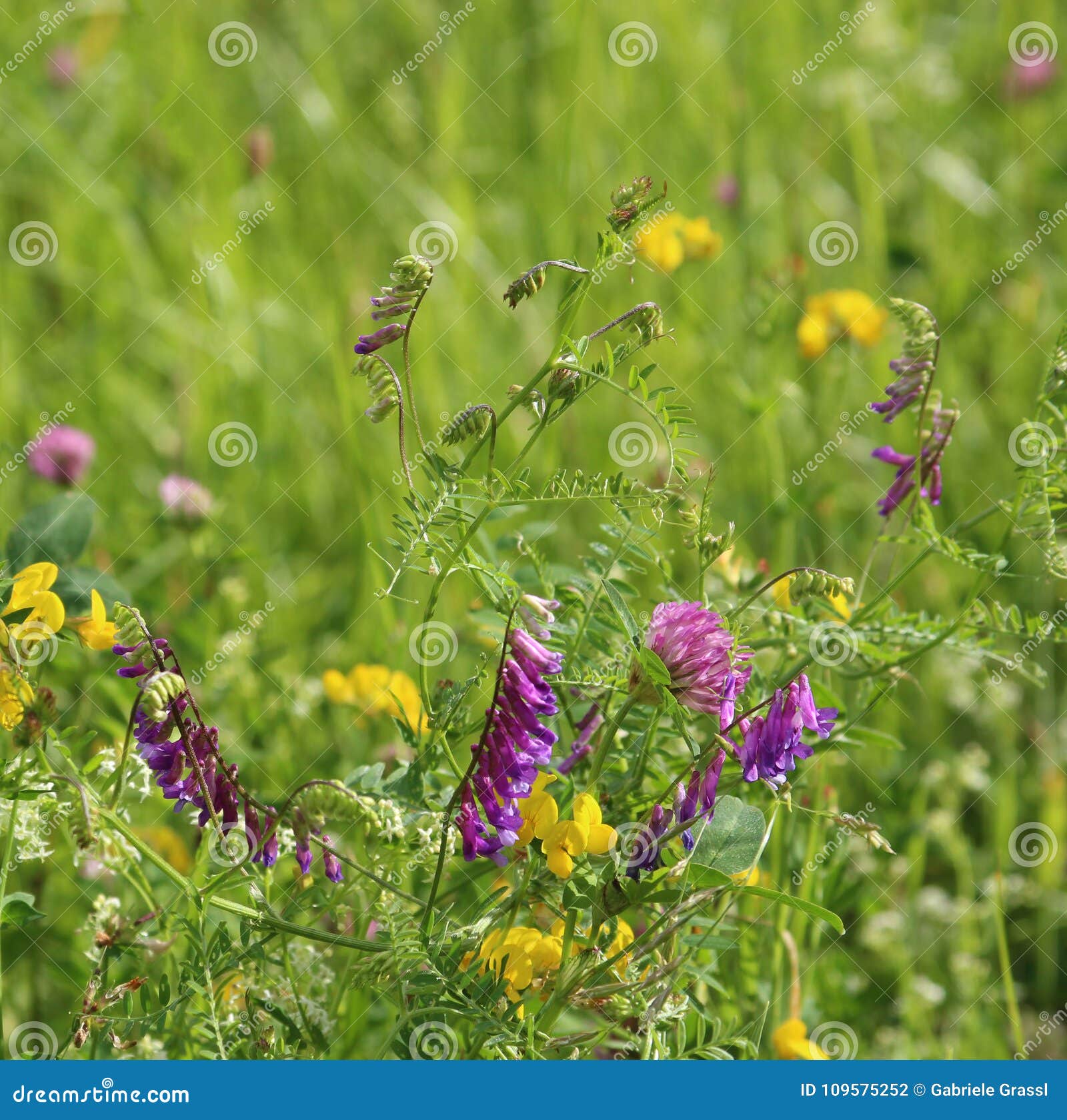 Multi Colored Wildflowers in a Meadow Stock Photo - Image of space ...