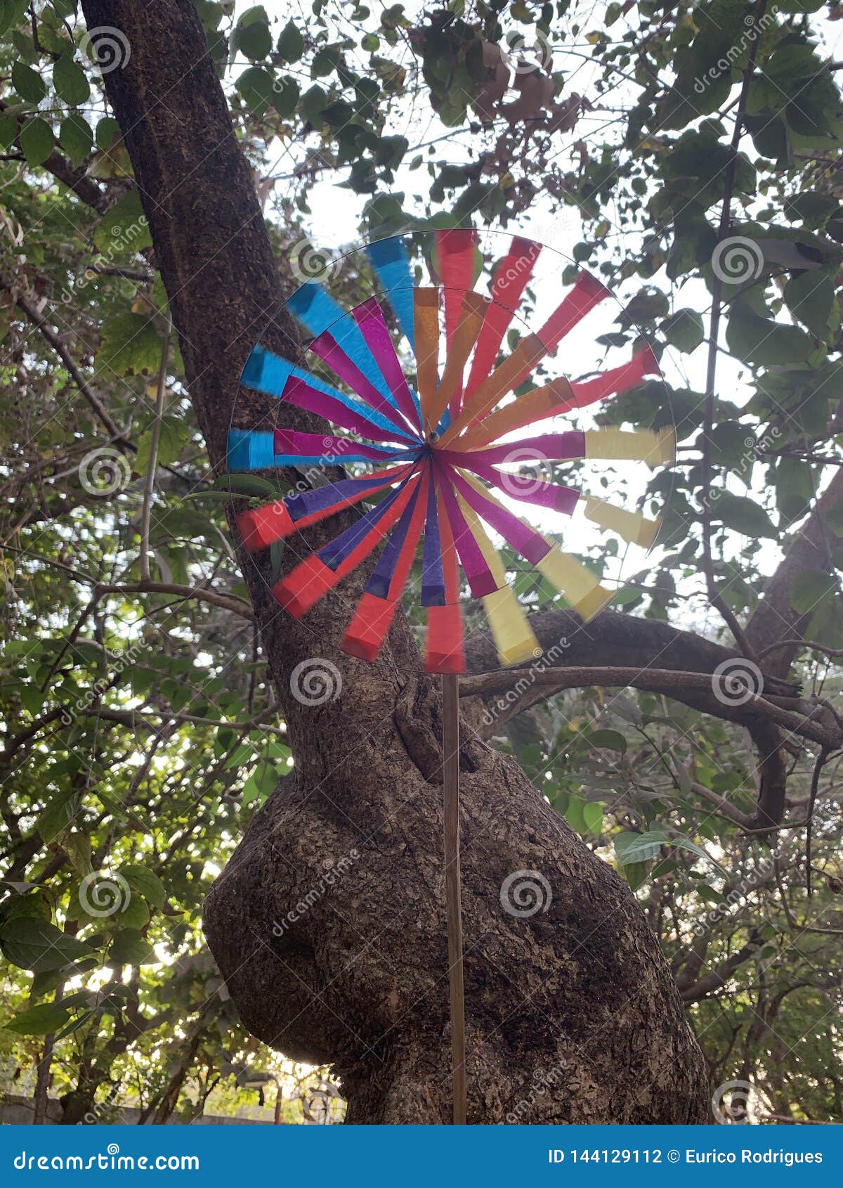 A Multi Colored Wind Mill in Tree Stock Photo - Image of green ...