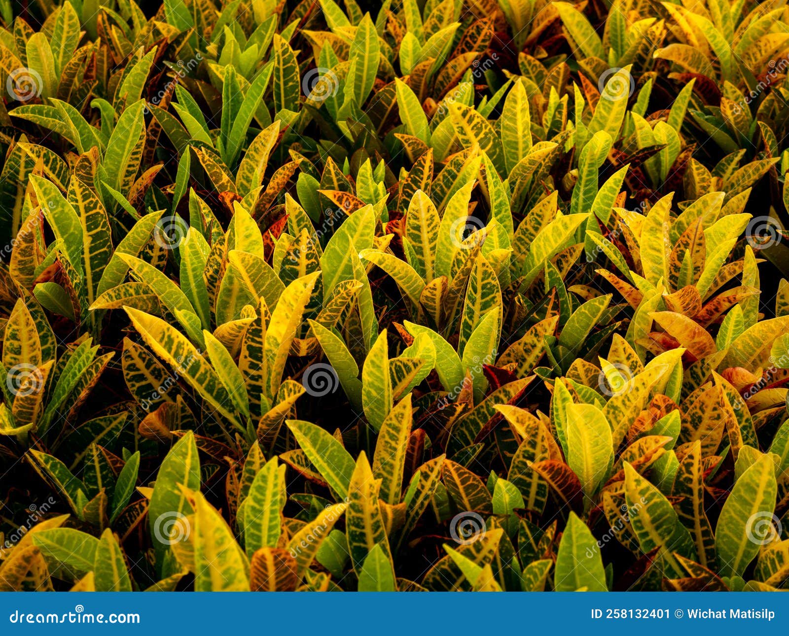 The Multi-colors Croton Growing Stock Image - Image of flora, color ...