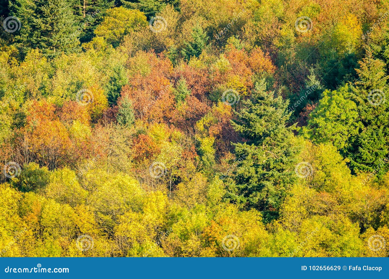 Multi Colors Treetops during Autumn Season Stock Image - Image of ...