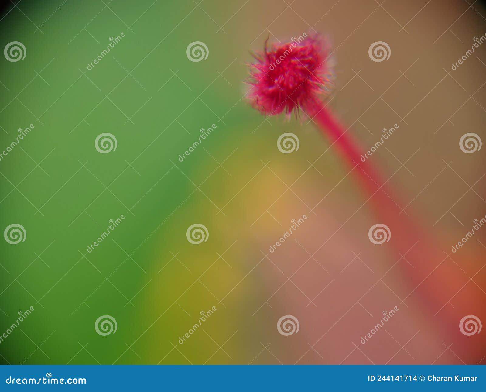Multi Colour Background Red Flower Stigma Template Stock Photo - Image ...
