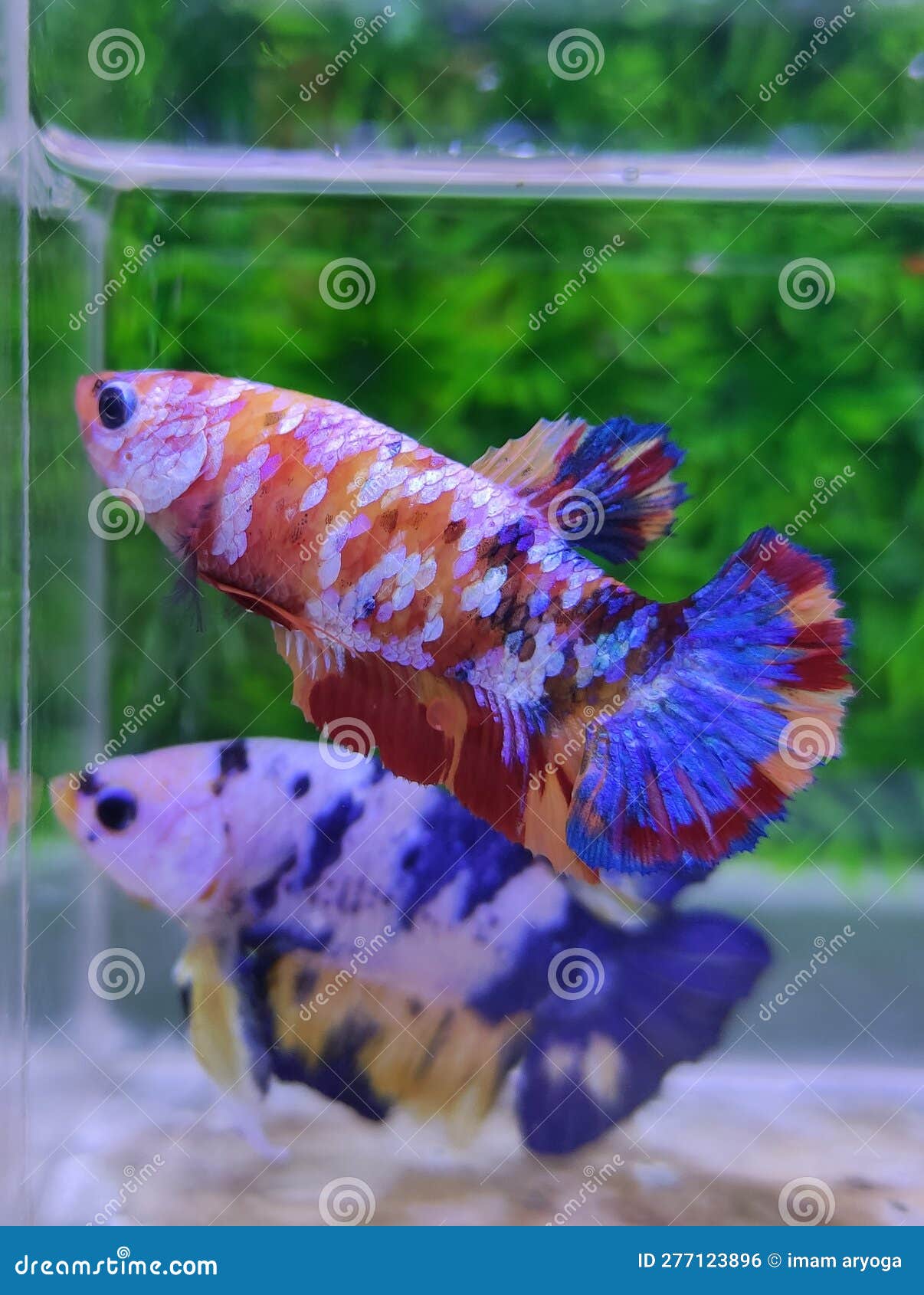 Multi colour Betta fish stock photo. Image of beautiful - 277123896
