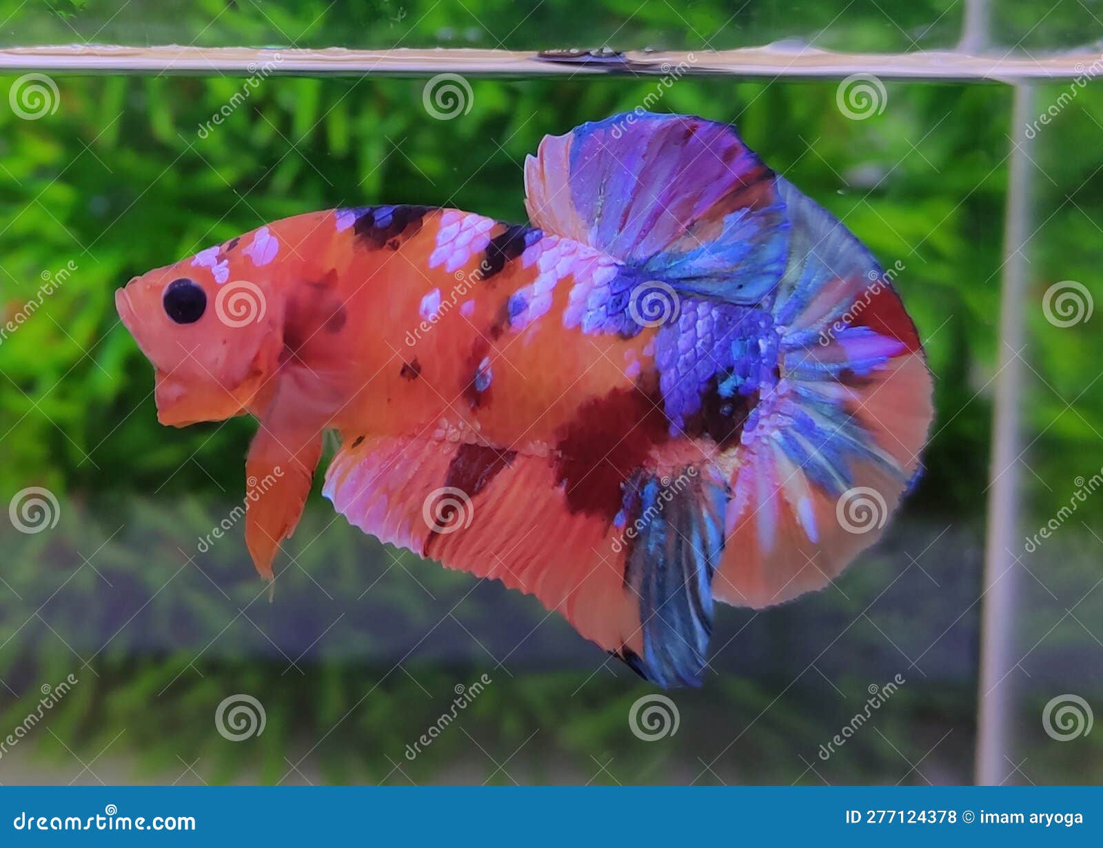 Multi colour Betta fish stock photo. Image of glass - 277124378