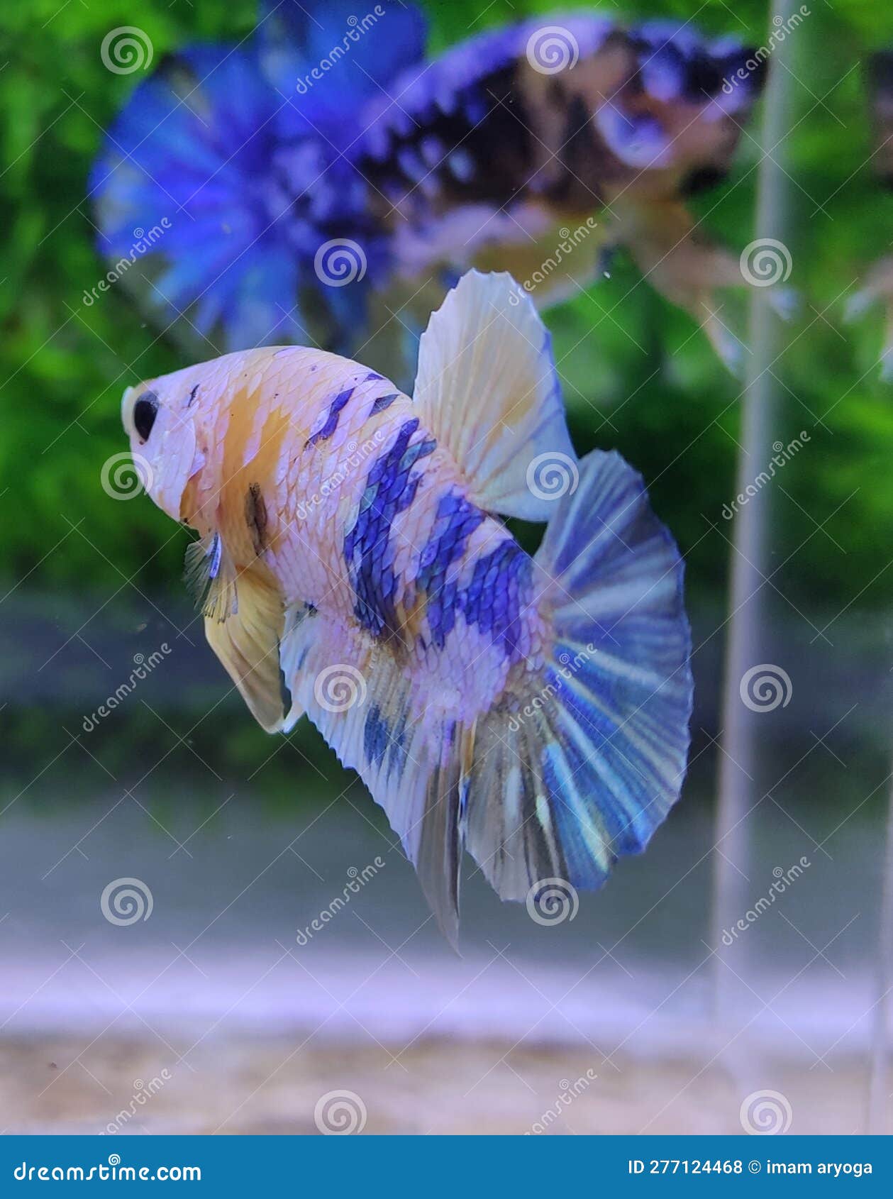 Multi colour Betta fish stock photo. Image of beautiful - 277124468