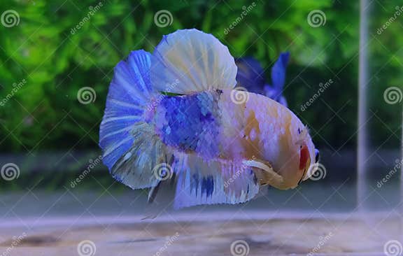 Multi colour Betta fish stock photo. Image of glass - 277124492