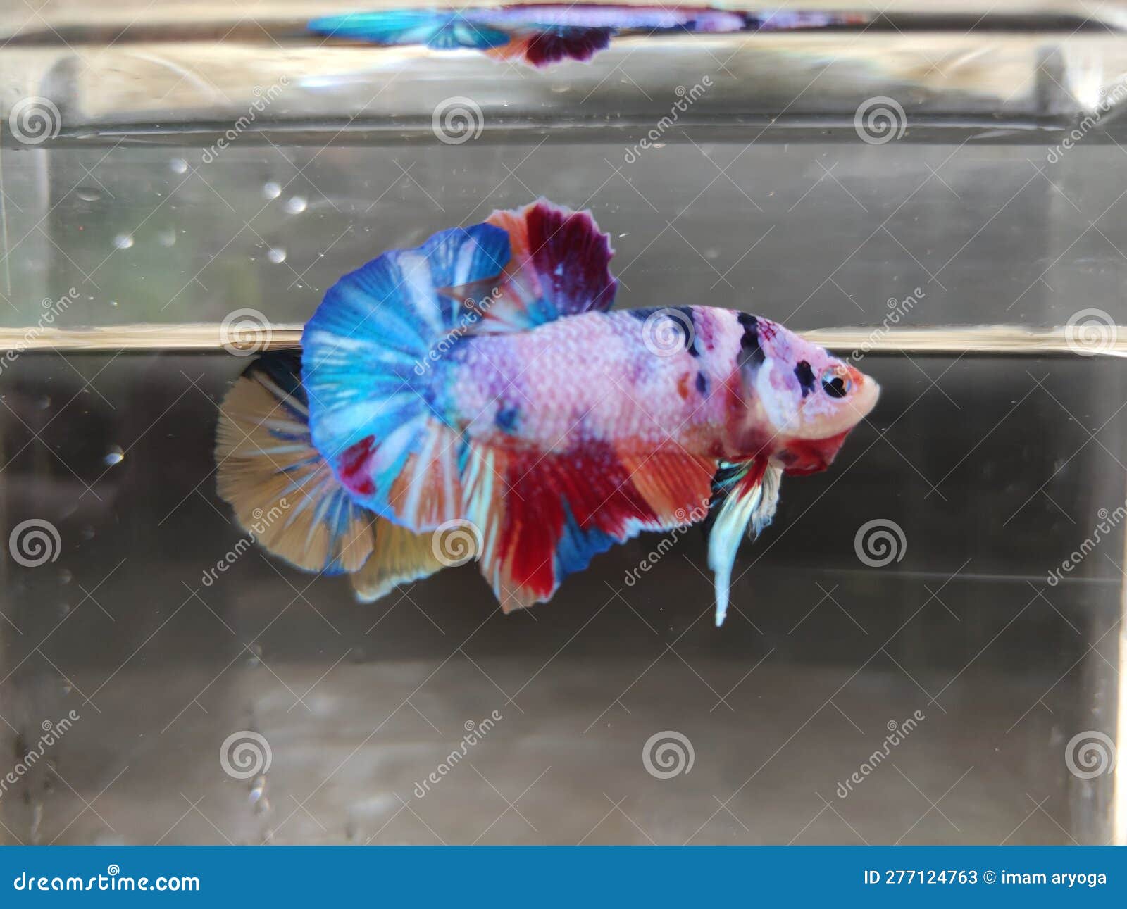 Multi colour Betta fish stock image. Image of fish, swim - 277124763