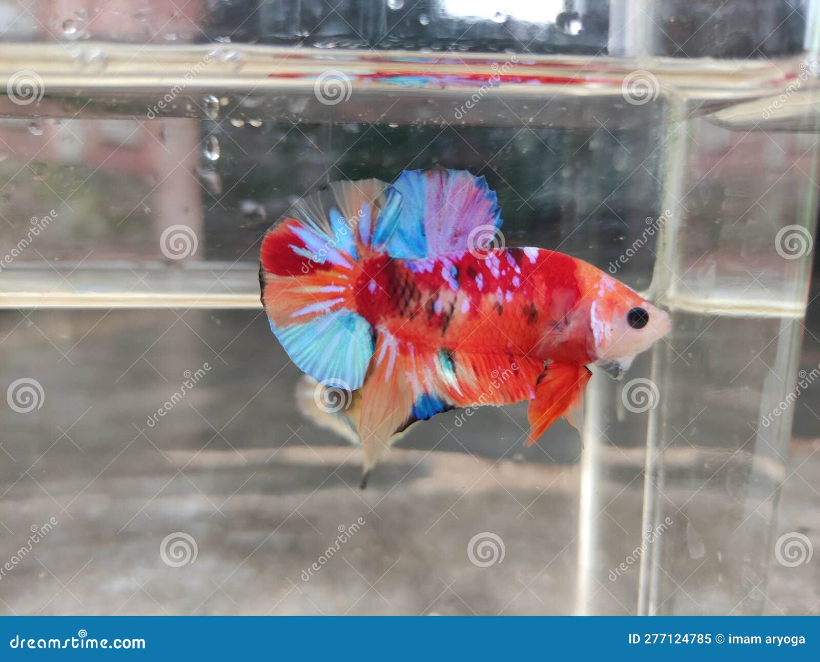 Multi colour Betta fish stock image. Image of colour - 277124785