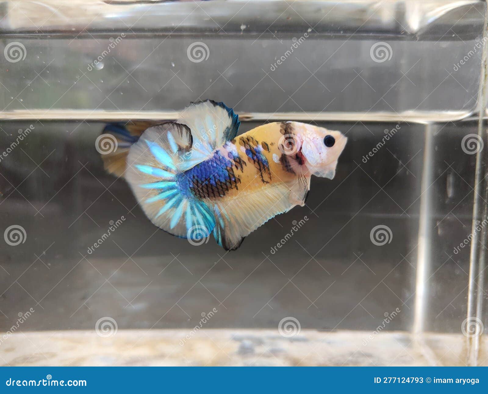 Multi colour Betta fish stock image. Image of blue, swimming - 277124793