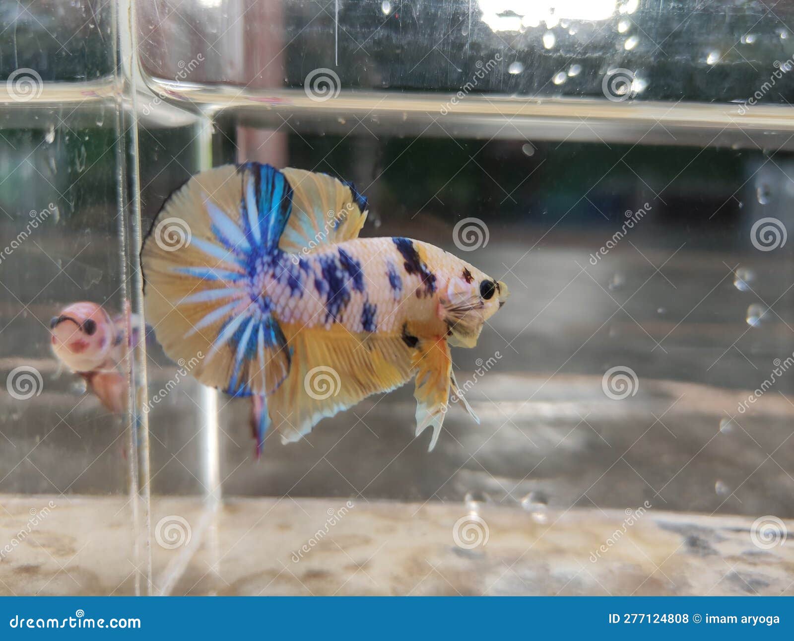 Multi colour Betta fish stock photo. Image of bettafish - 277124808