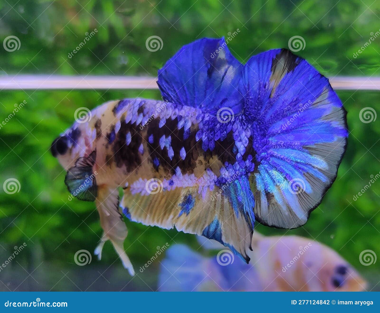 Multi colour Betta fish stock photo. Image of betta - 277124842