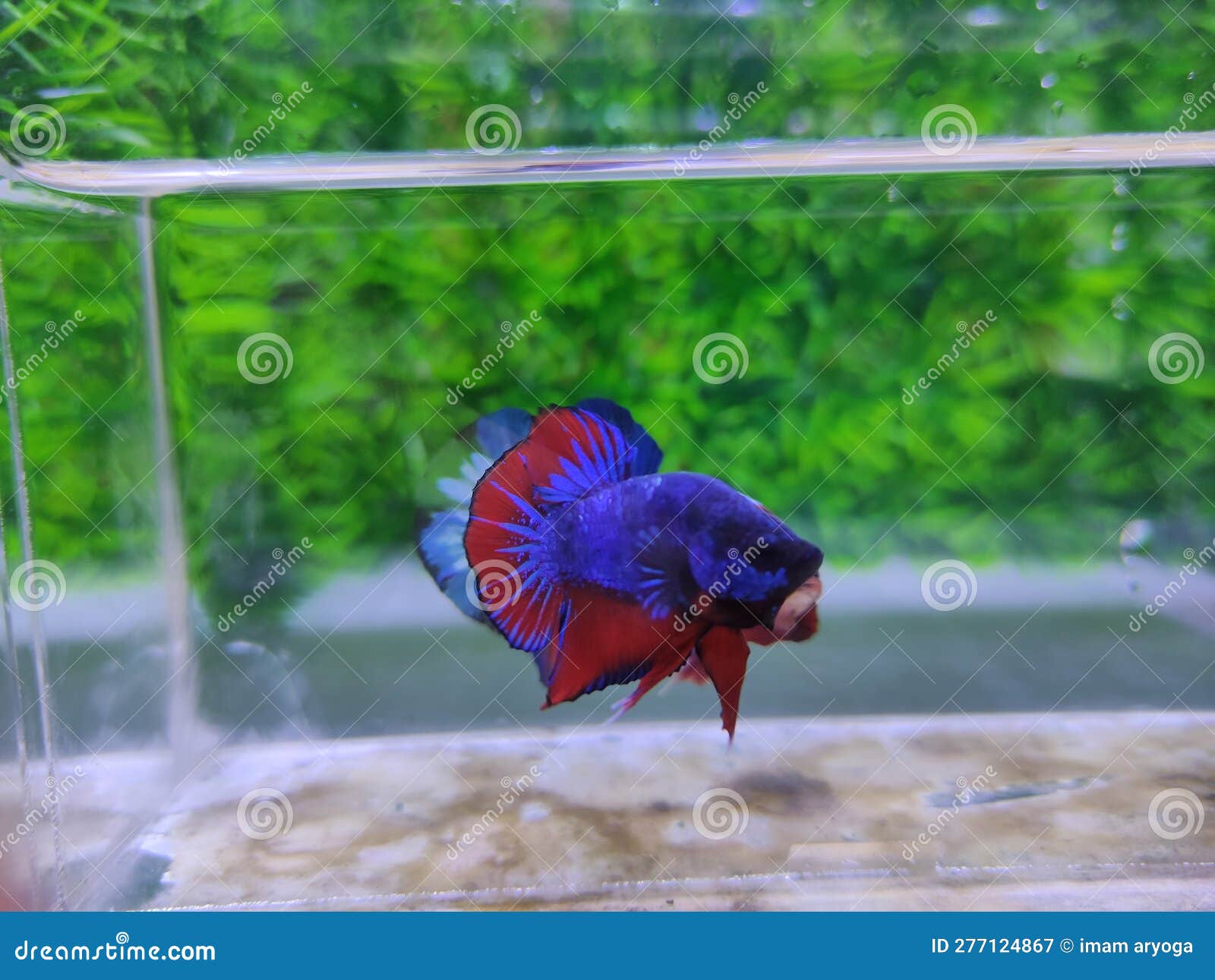 Multi colour Betta fish stock image. Image of betta - 277124867