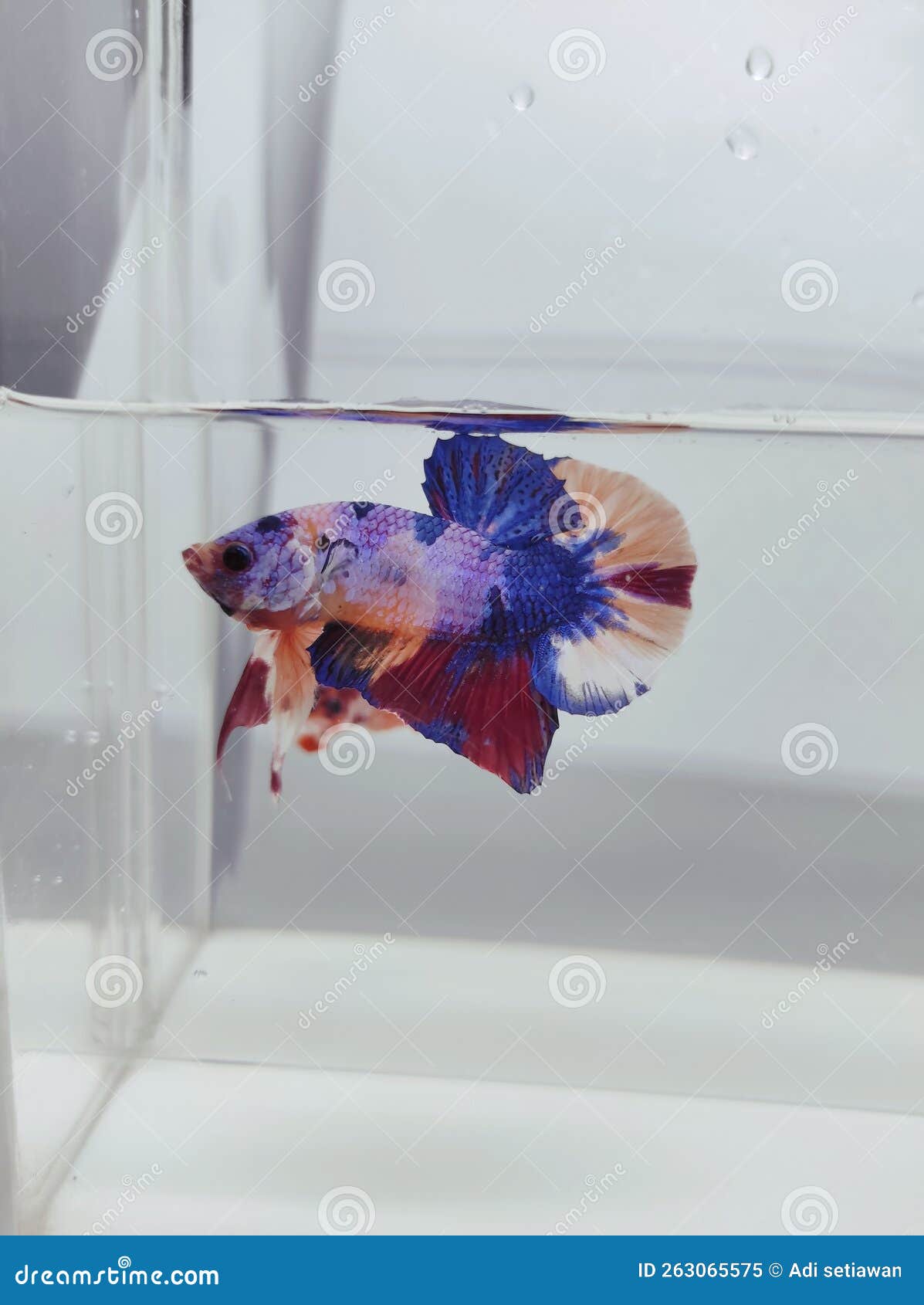 Multi colour betta fish stock image. Image of fish, multi - 263065575