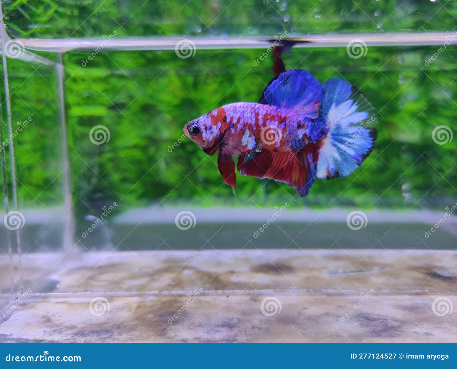 Multi colour Betta fish stock image. Image of glossy - 277124527