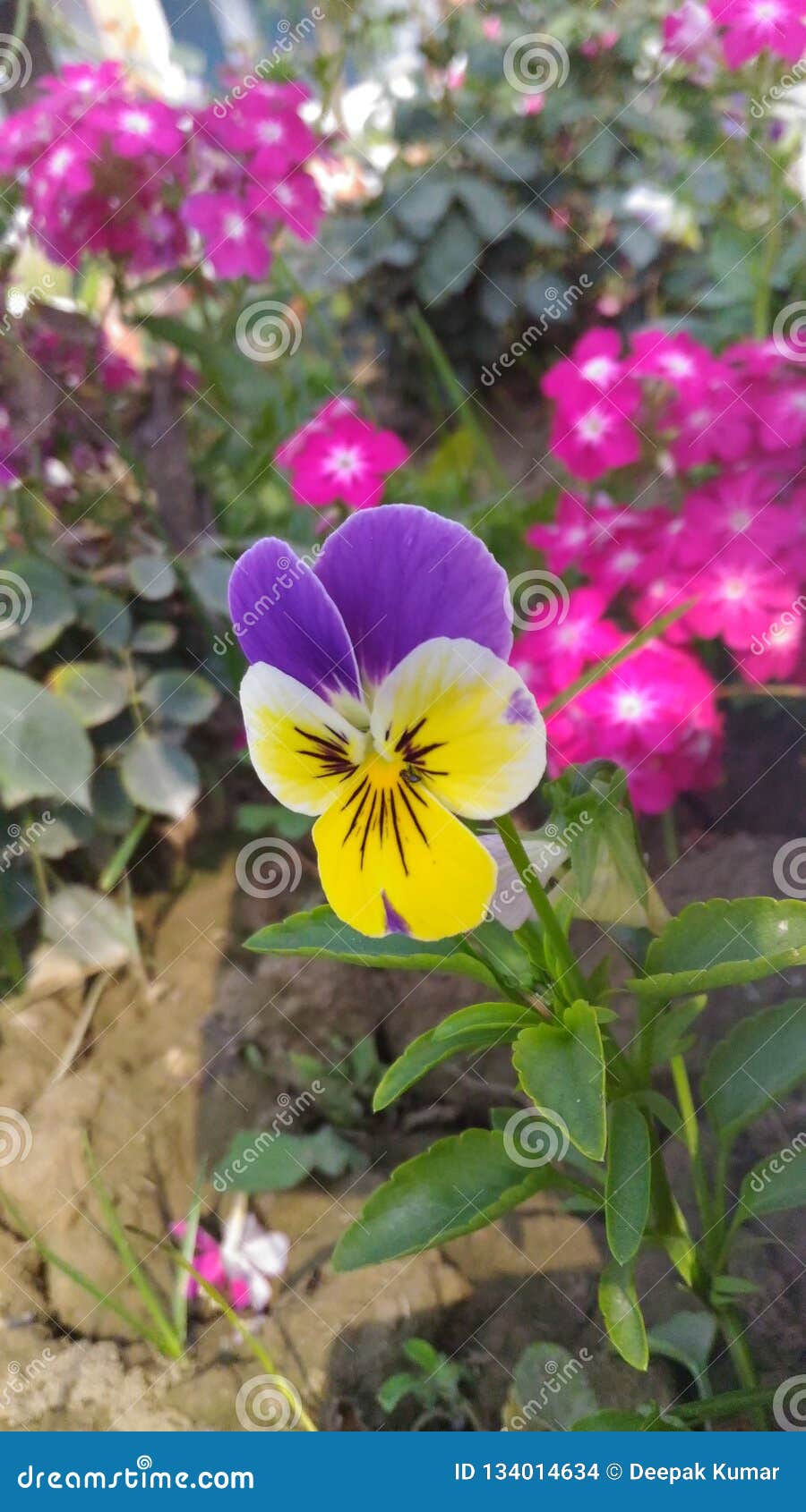 Multi colour flower stock photo. Image of yellow, multi - 134014634