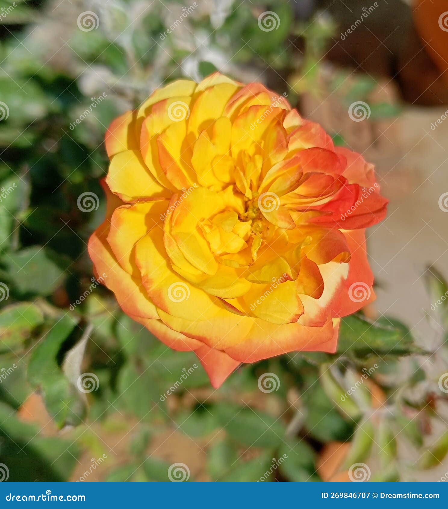 Multi colour hybrid Rose stock image. Image of nature - 269846707