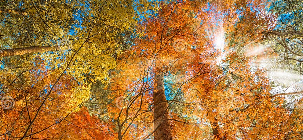 Multi Colour Trees in the Autumn Forest Stock Image - Image of ...