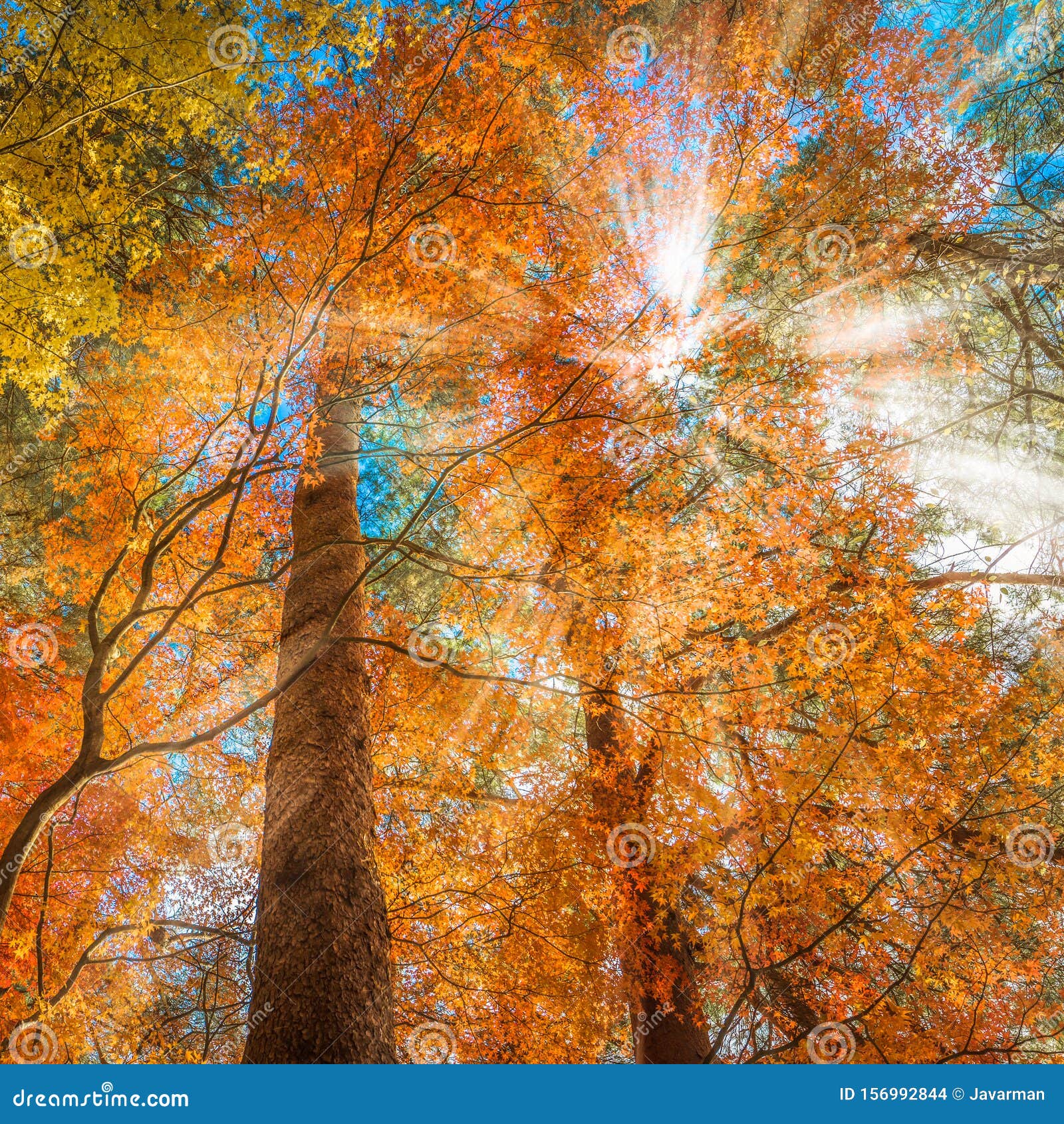 Multi Colour Trees in the Autumn Forest Stock Photo - Image of beams ...