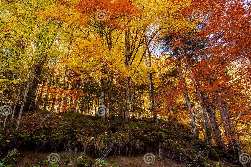 Multi Colour Trees in the Autumn Forest Stock Image - Image of ...