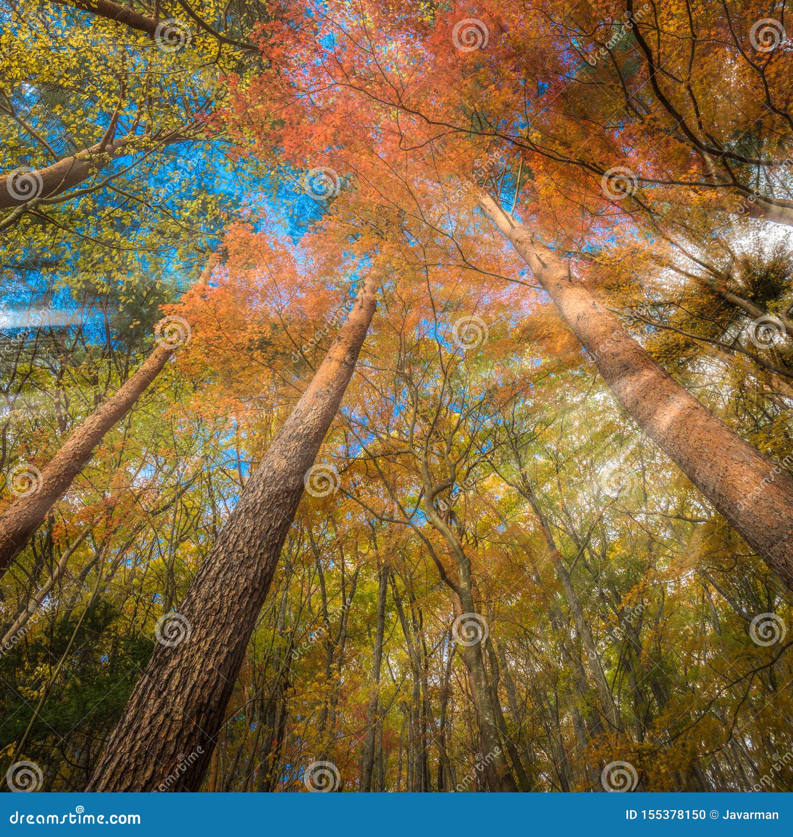 Multi Colour Trees in the Autumn Forest Stock Photo - Image of foliage ...