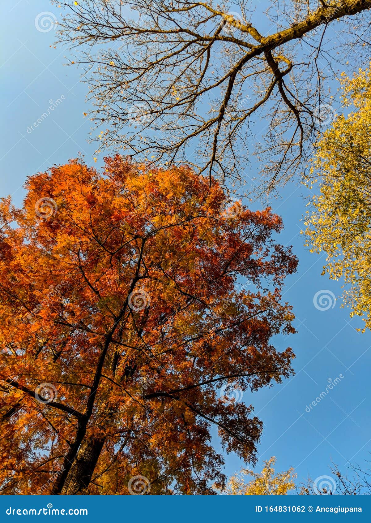 Multi Colour Trees in the Autumn Forest Stock Photo - Image of blue ...