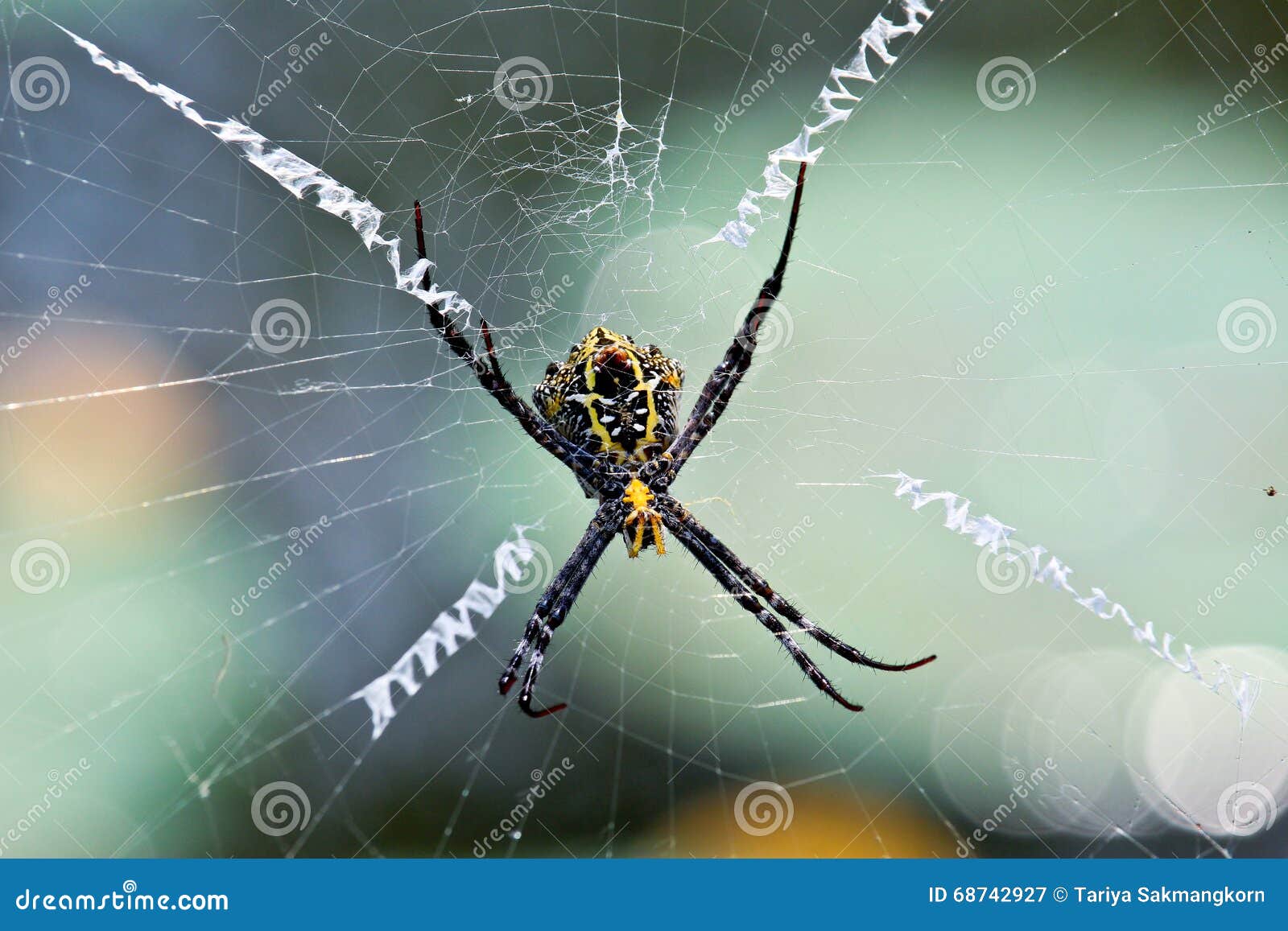 Multi Coloured Argiope Spider on the Web Stock Image - Image of unique ...