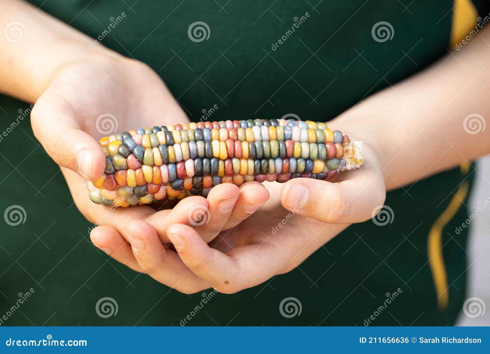 Multi Coloured Azten Maize Corn Stock Photo - Image of fall, edible ...