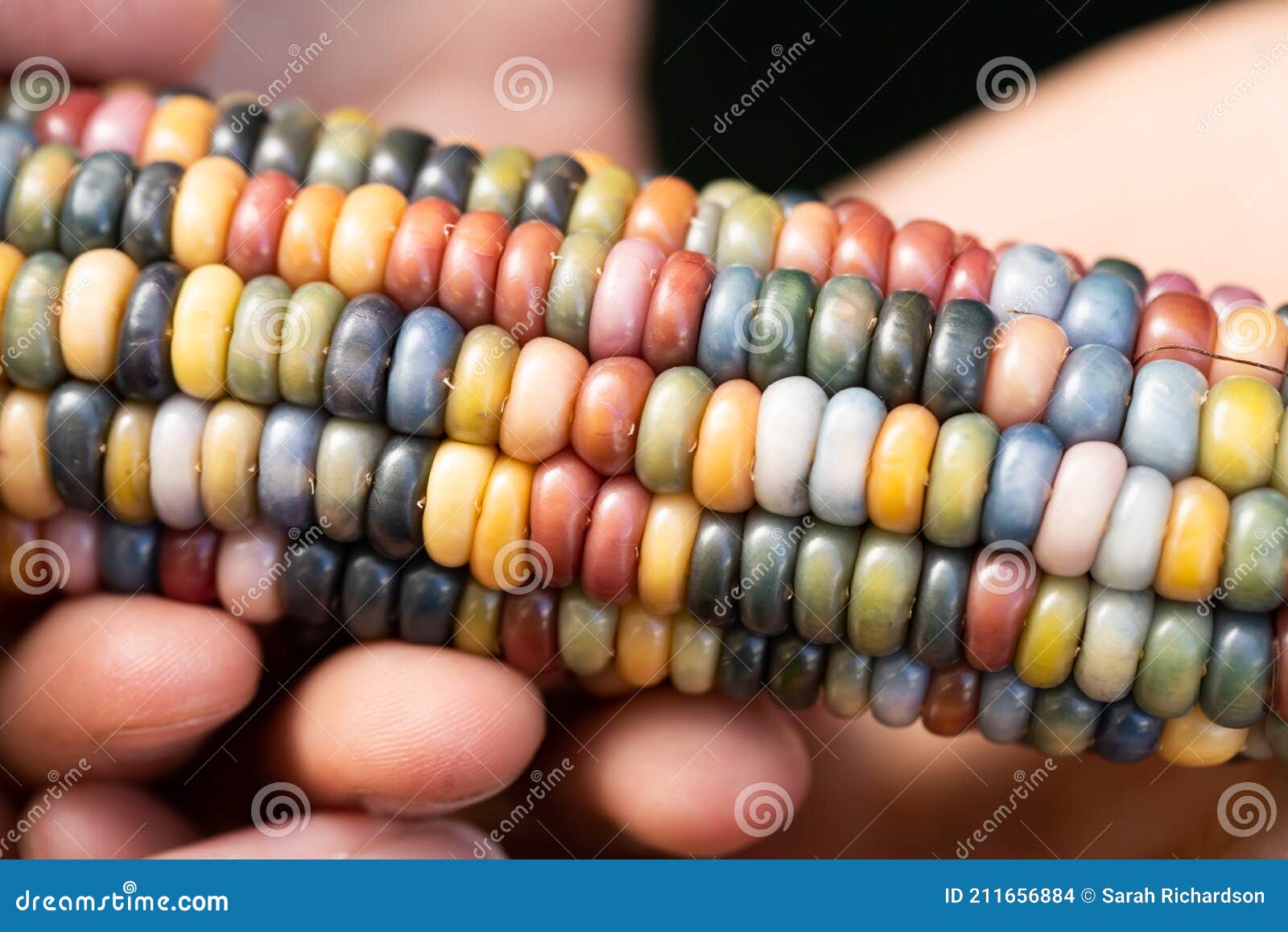 Multi Coloured Azten Maize Corn Stock Photo - Image of corn, fresh ...