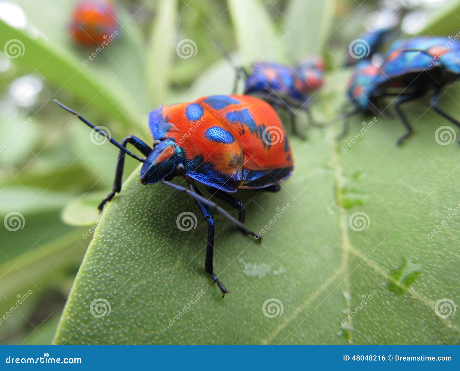 Multi-coloured Beetles on Green Leaves Stock Photo - Image of coloured ...