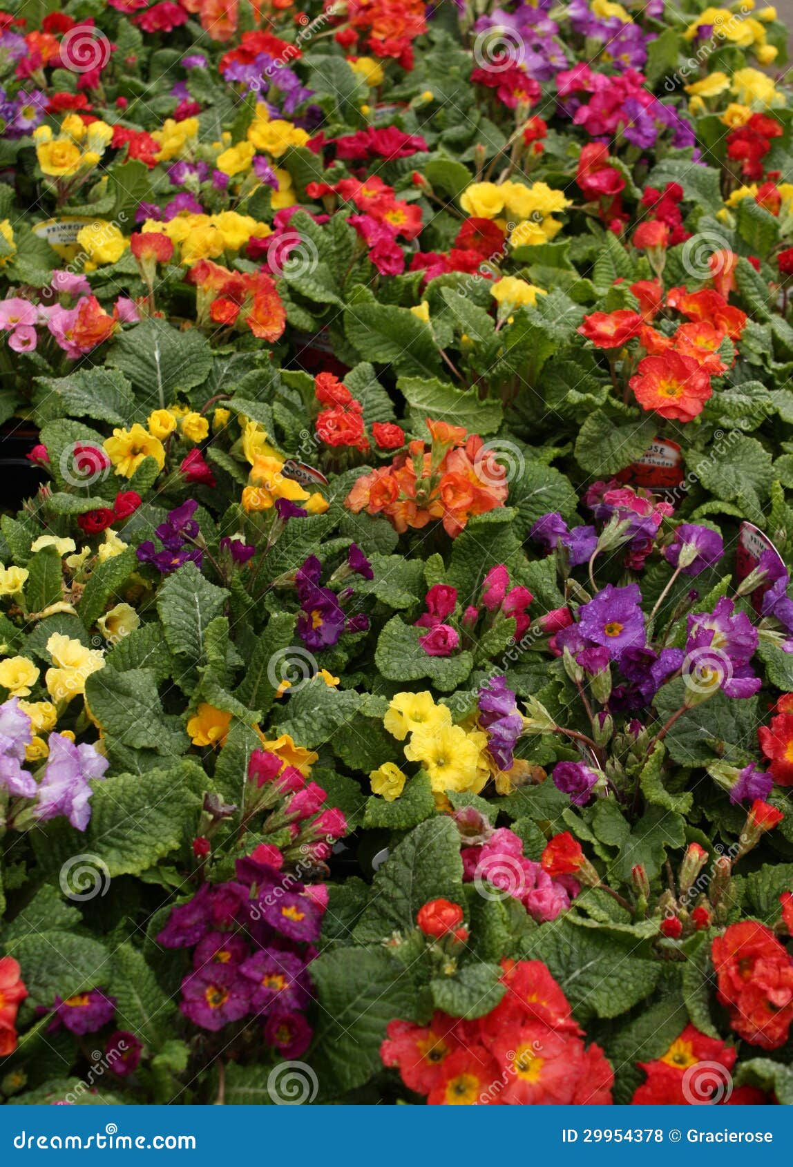 Blanket of Primrose Flowers Stock Photo - Image of purple, vivid: 29954378
