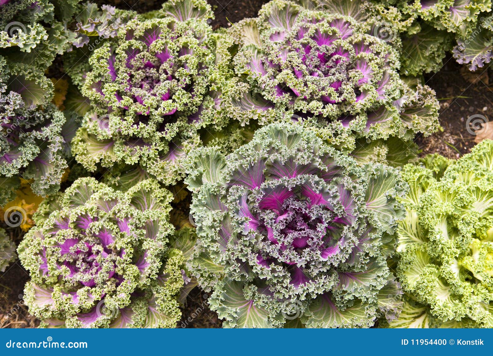 Multi-coloured cabbage stock photo. Image of foliage - 11954400