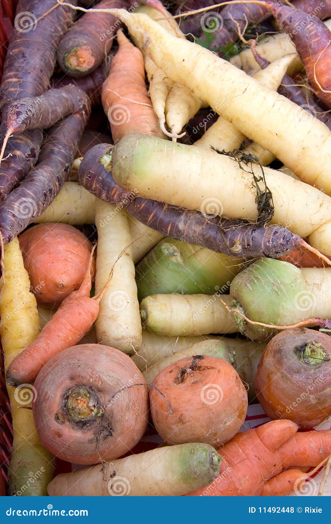 Multi coloured carrots stock photo. Image of farmer, health - 11492448